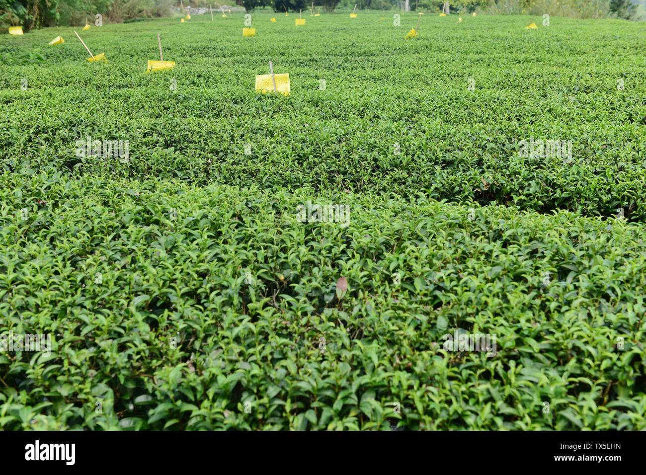 Ecological tea garden hi-res stock photography and images - Alamy