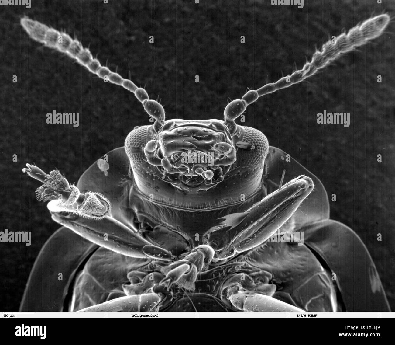 Head and mouthparts of coleoptera chrysomelidae hi-res stock ...