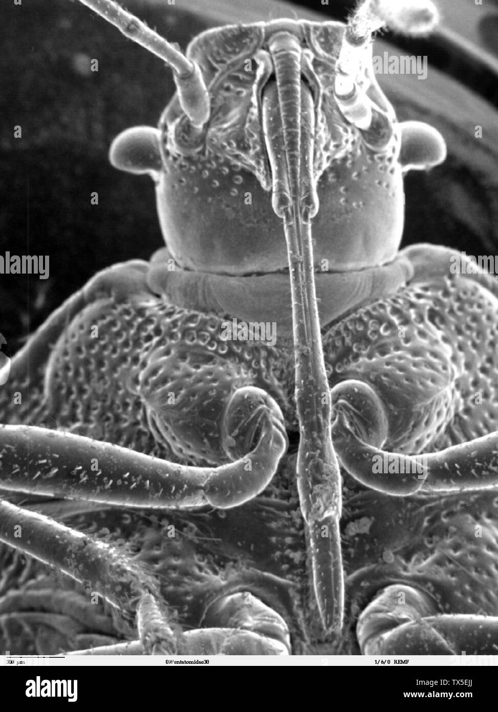 Electron Microscope Images Of Insects