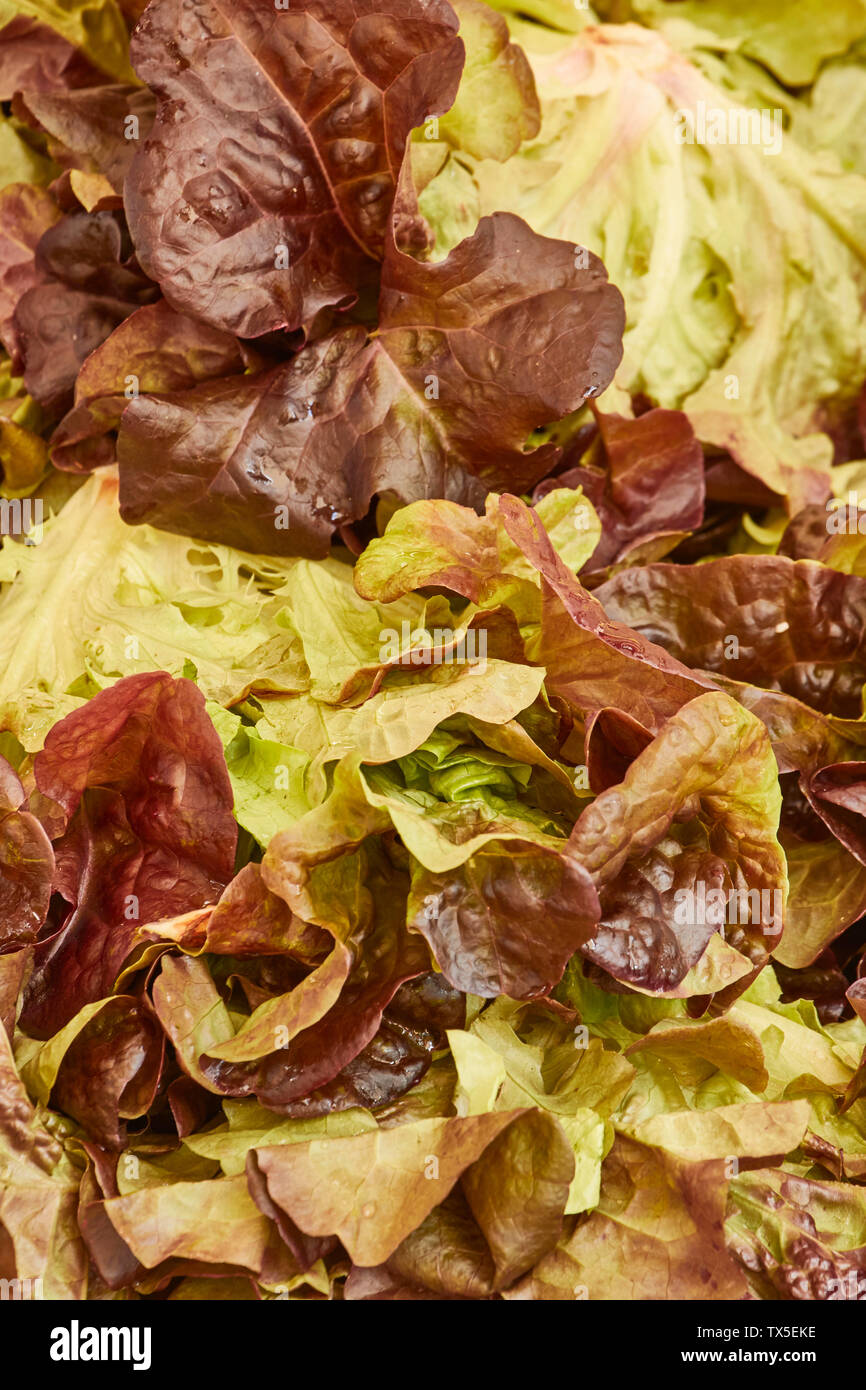 close-up lettuce abstract food photograph Stock Photo - Alamy