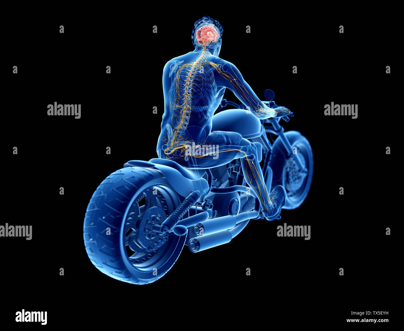 3d rendered illustration of a bikers brain Stock Photo - Alamy