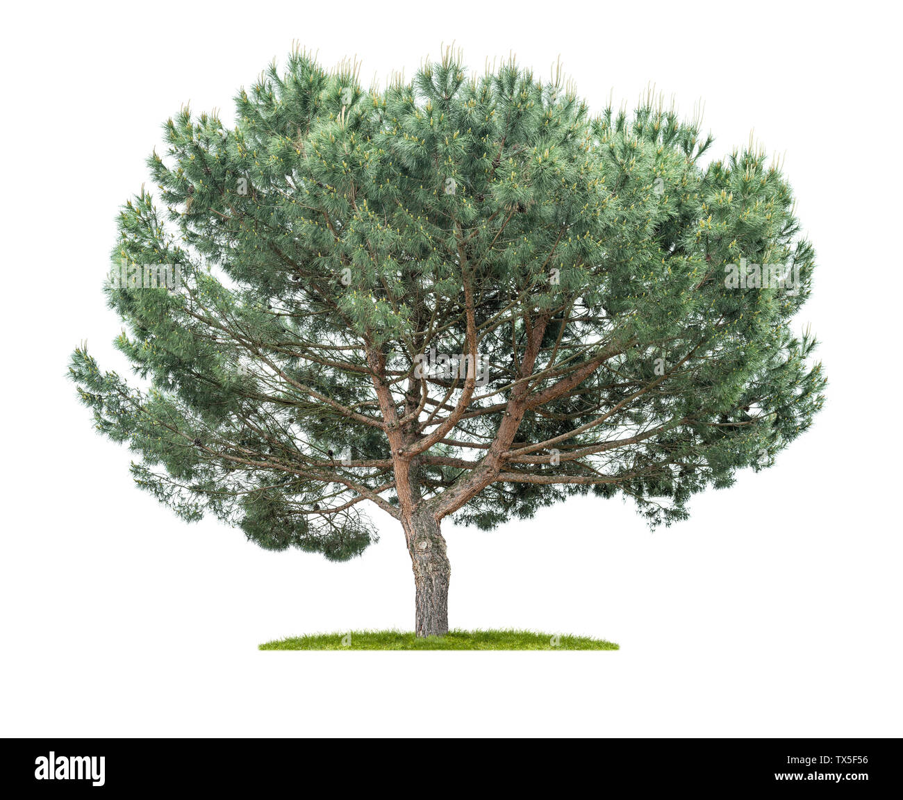 An isolated pine tree on a white background Stock Photo - Alamy