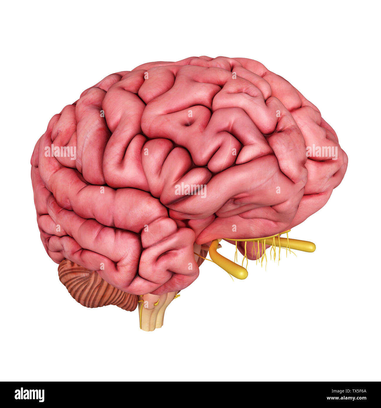3d rendered, medically accurate illustration of the human brain Stock ...