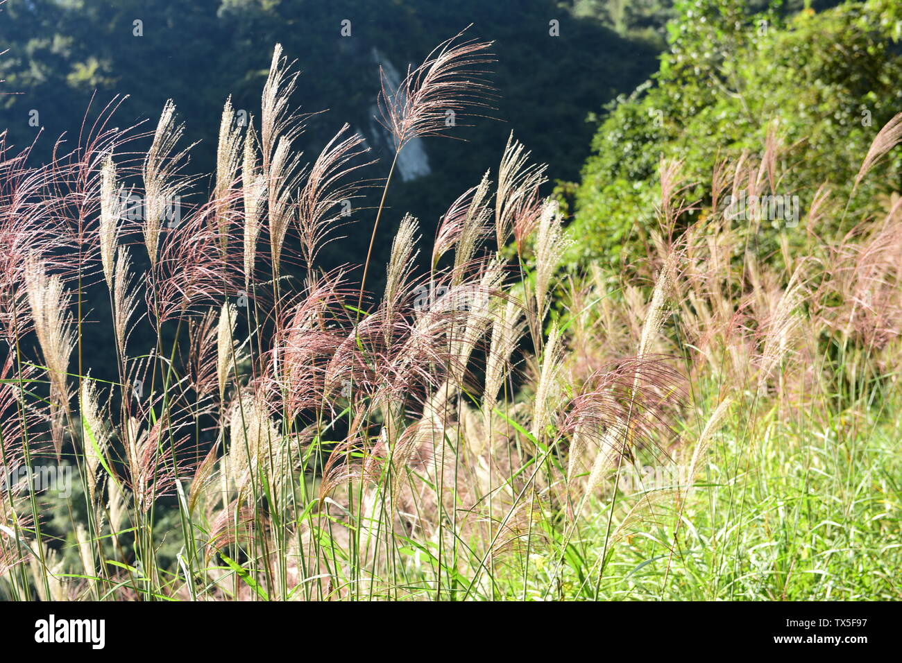 Reed hd hi-res stock photography and images - Alamy
