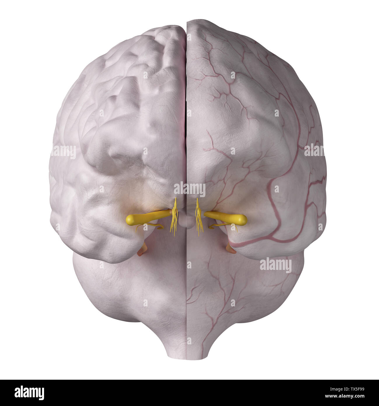 3d rendered, medically accurate illustration of the dura mater Stock ...