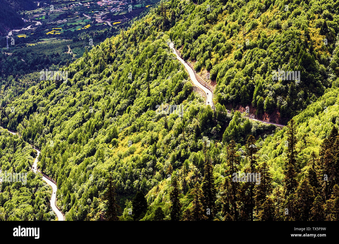 The lulang forest hi-res stock photography and images - Alamy