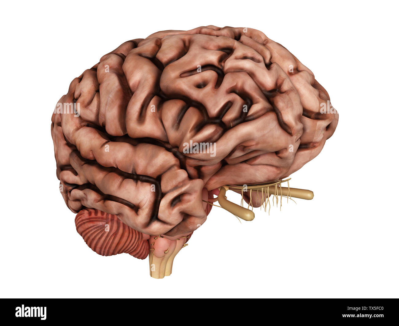 3d rendered, medically accurate illustration of an unhealthy brain ...