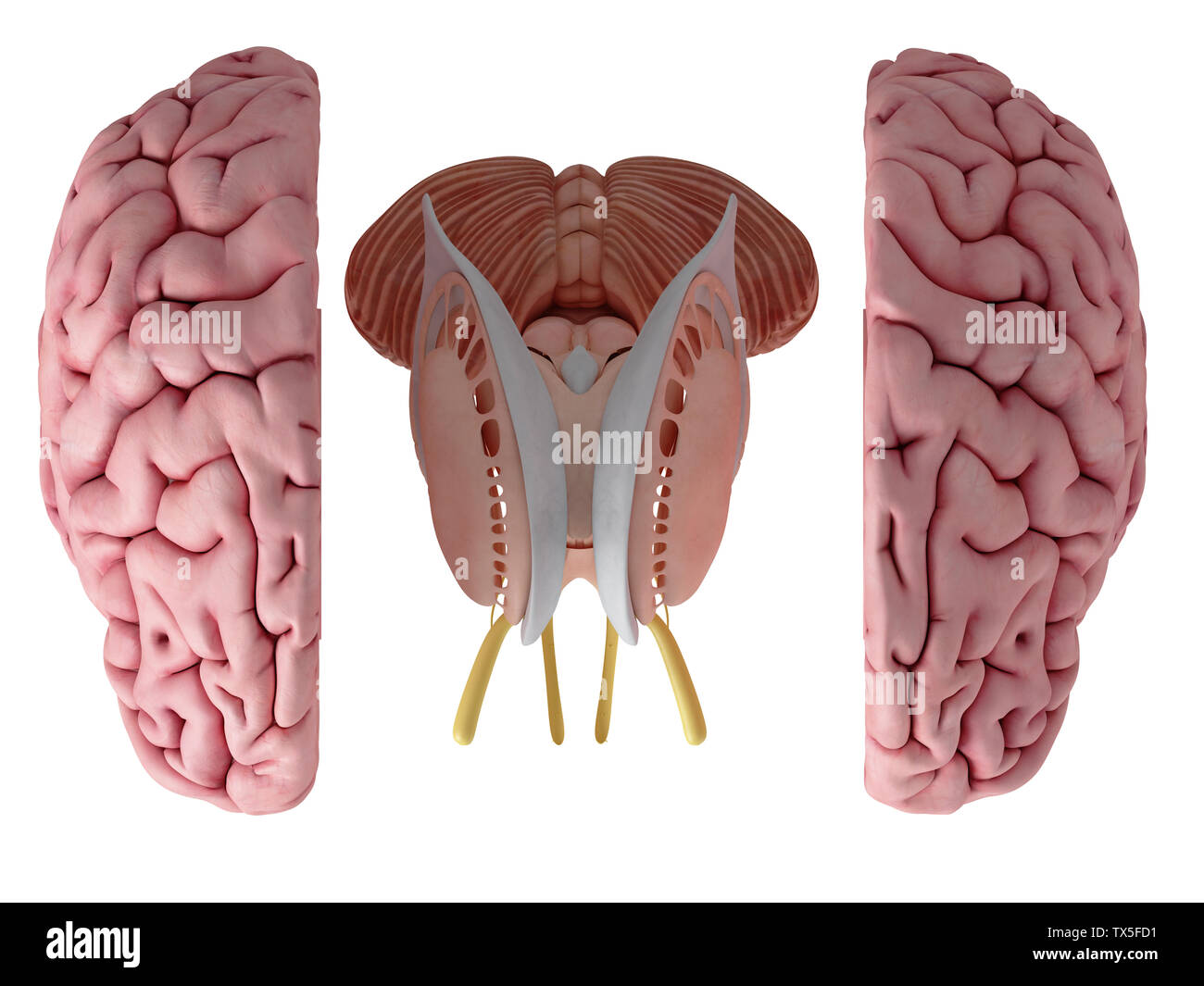 3d rendered, medically accurate illustration of the brain anatomy Stock ...