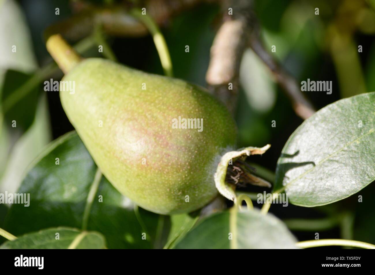 Immature pear hi-res stock photography and images - Alamy