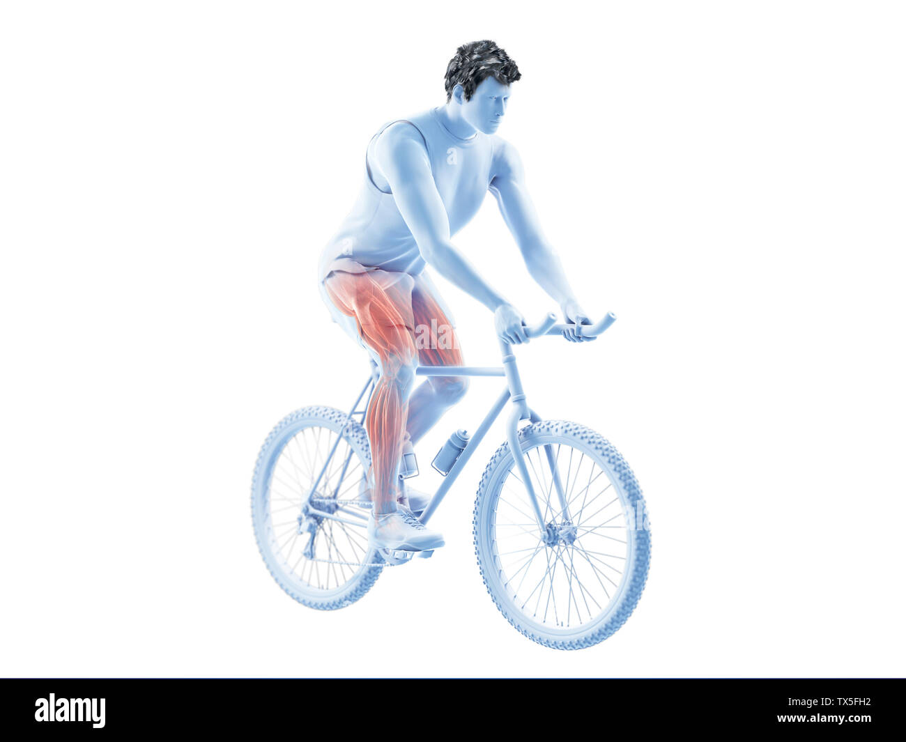 3d rendered illustration of a cyclists muscles Stock Photo - Alamy