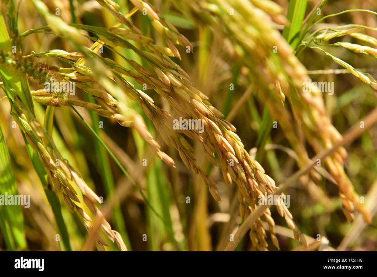 Rice material hi-res stock photography and images - Alamy