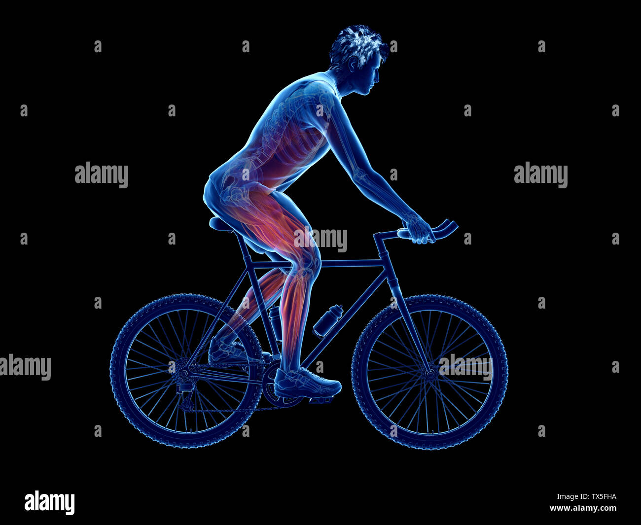 3d rendered illustration of a cyclists muscles Stock Photo - Alamy