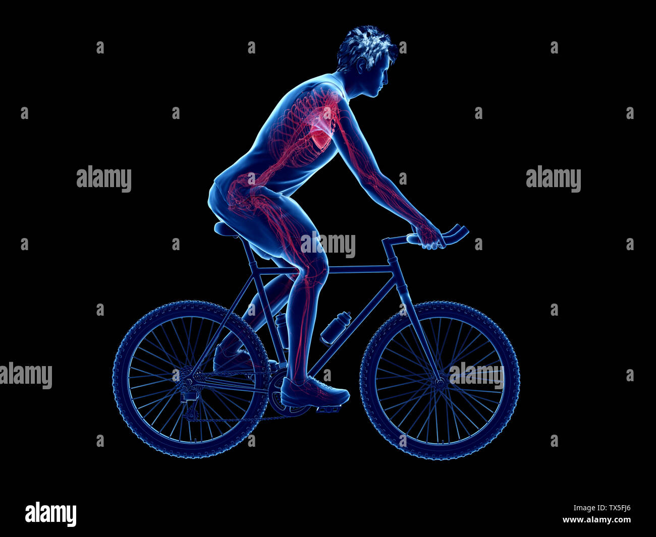 3d rendered illustration of a cyclists heart Stock Photo - Alamy