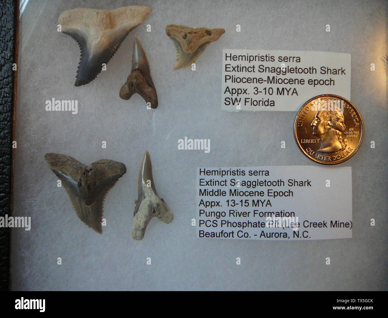 Sharp serrations hi-res stock photography and images - Alamy