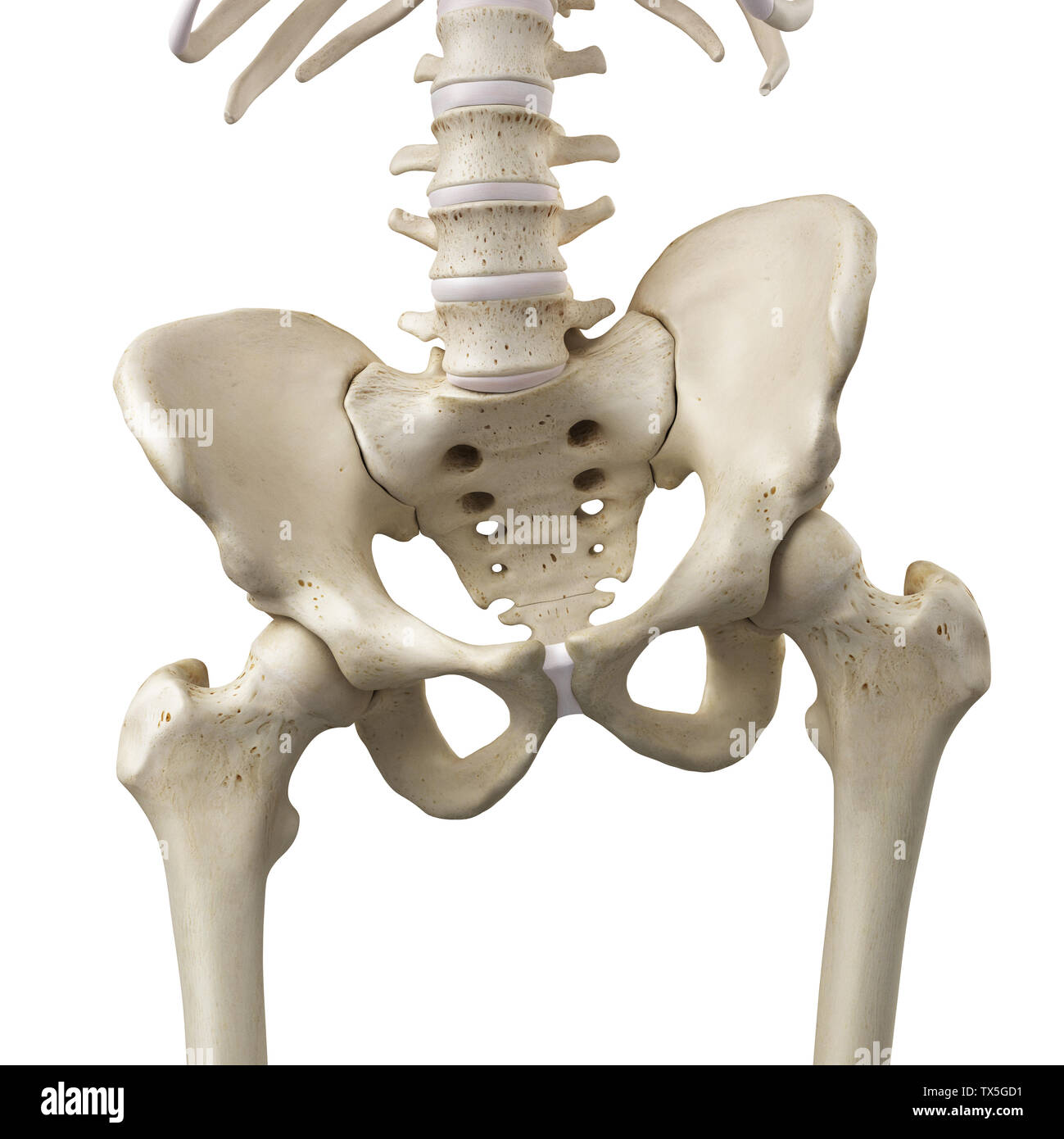 3d rendered, medically accurate illustration of a tilted pelvis Stock ...