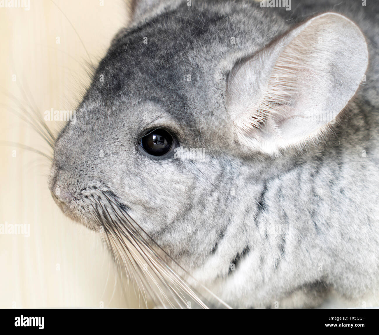Young rat sitting hi-res stock photography and images - Alamy