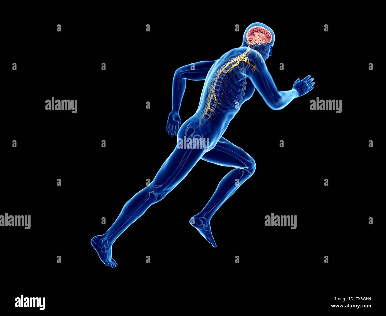 3d rendered illustration of a joggers brain Stock Photo - Alamy