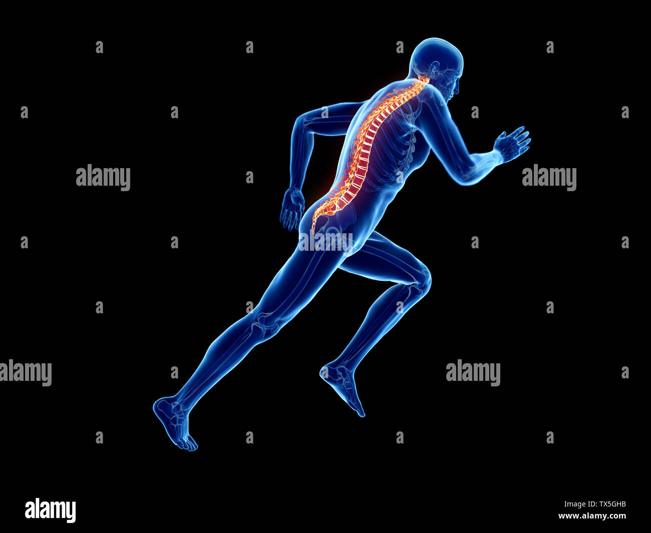 Man Runner Spine High Resolution Stock Photography and Images - Alamy