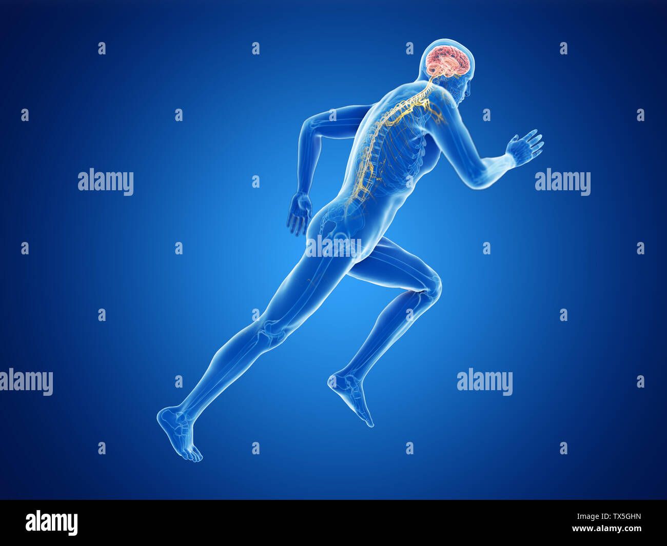 3d brain training hi-res stock photography and images - Alamy