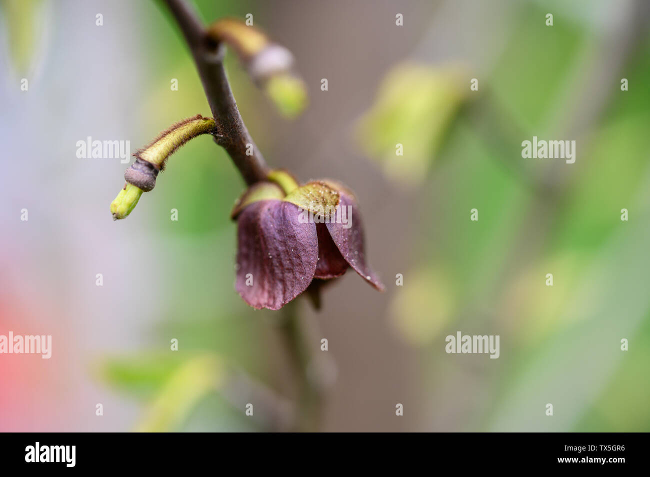 Closeup of purple flower of asimina tree growing in the spring Stock ...