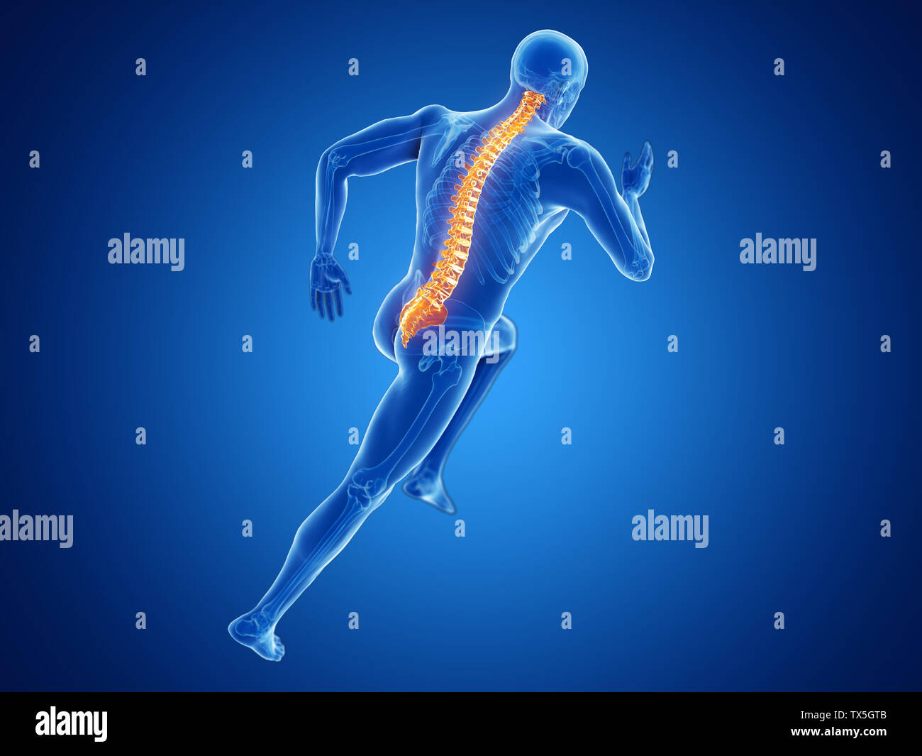 Man runner spine hi-res stock photography and images - Alamy