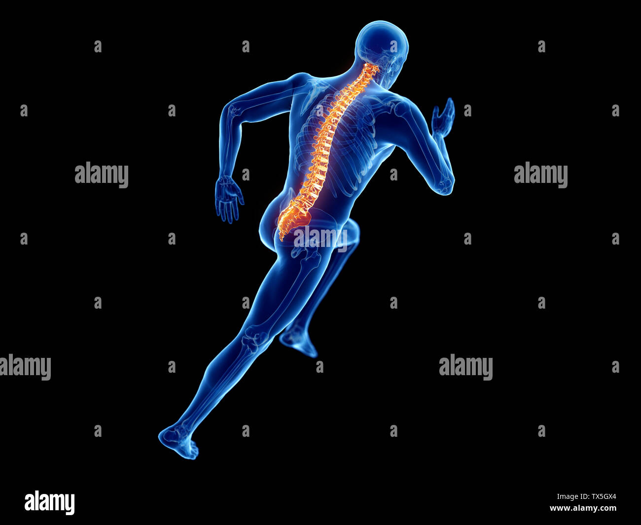 Man Runner Spine High Resolution Stock Photography and Images - Alamy