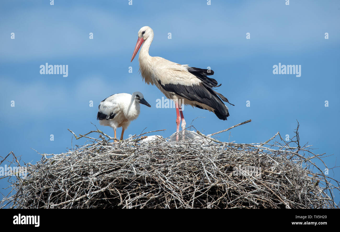 Cammin, Germany. 24th June, 2019. The adult bird and one of three young ...
