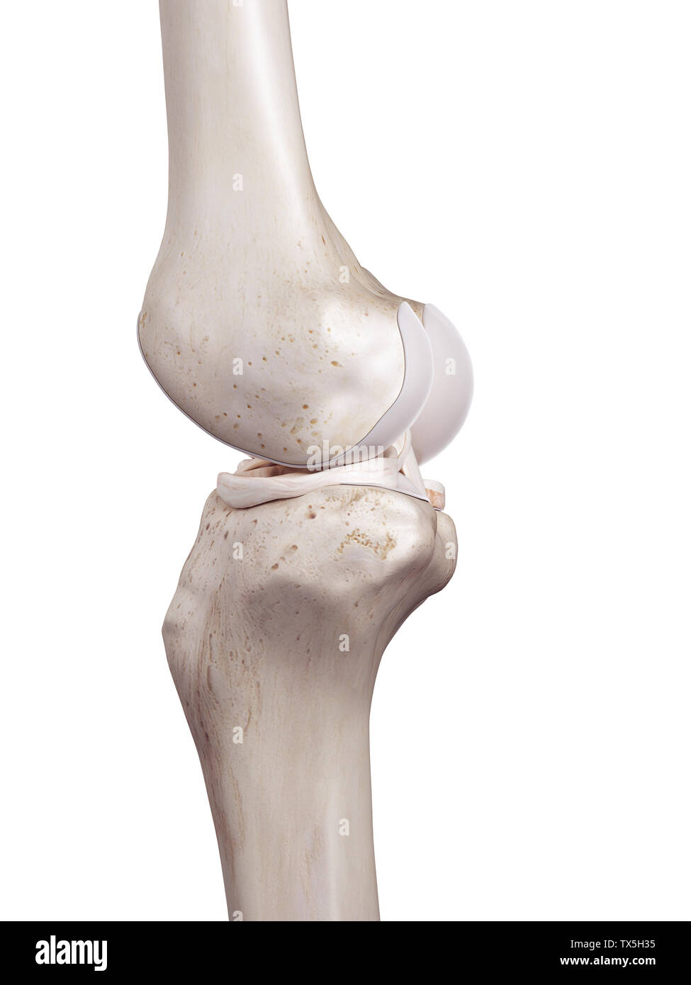 3d rendered, medically accurate illustration of the human knee Stock ...