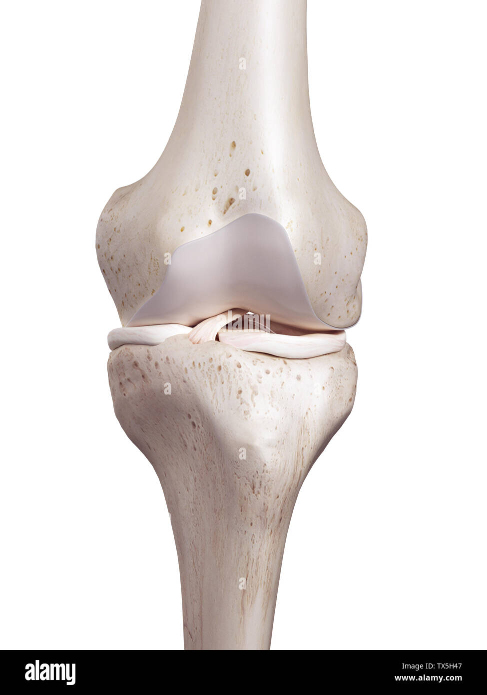 3d rendered, medically accurate illustration of the human knee Stock ...