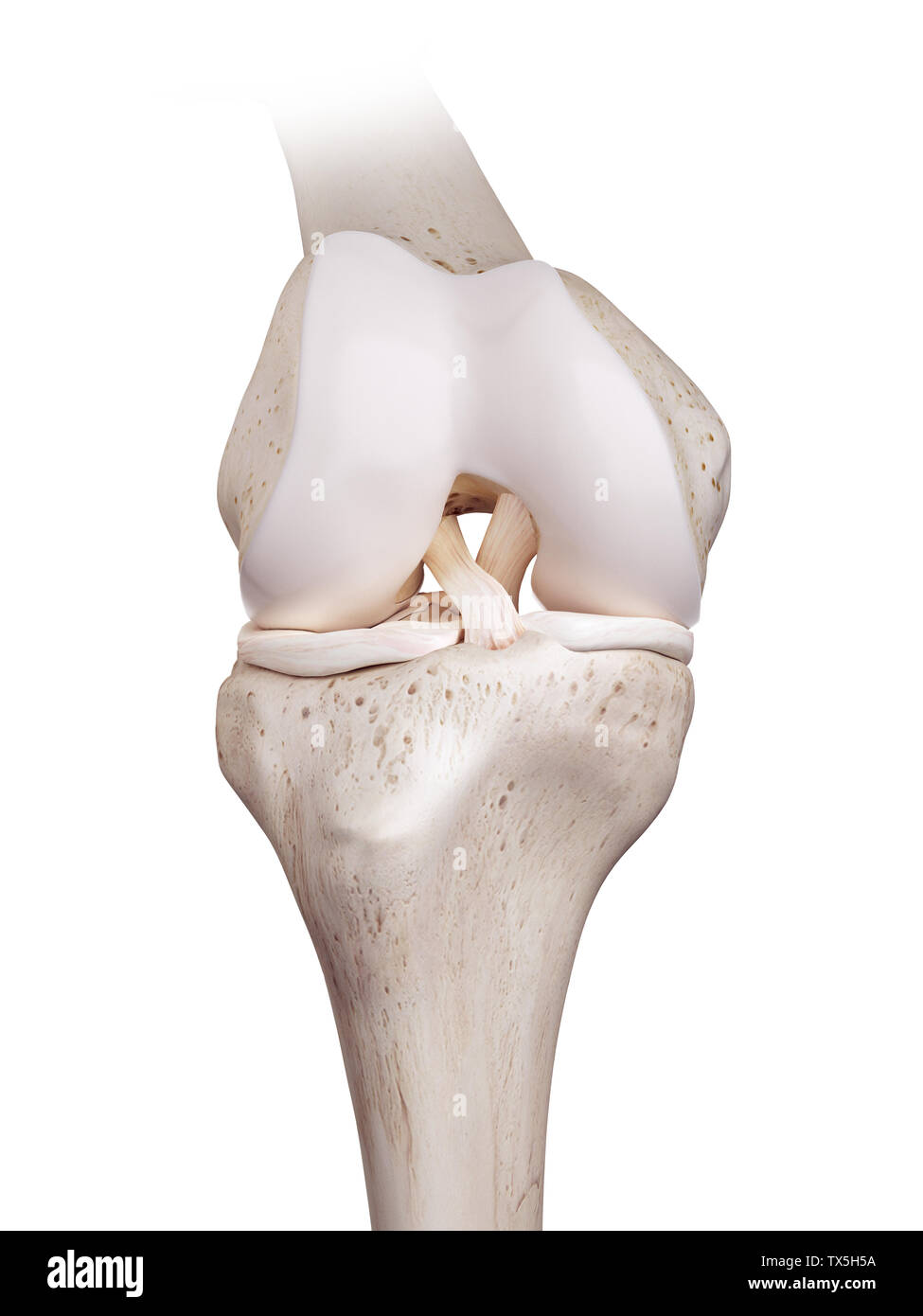 3d rendered, medically accurate illustration of the human knee Stock ...