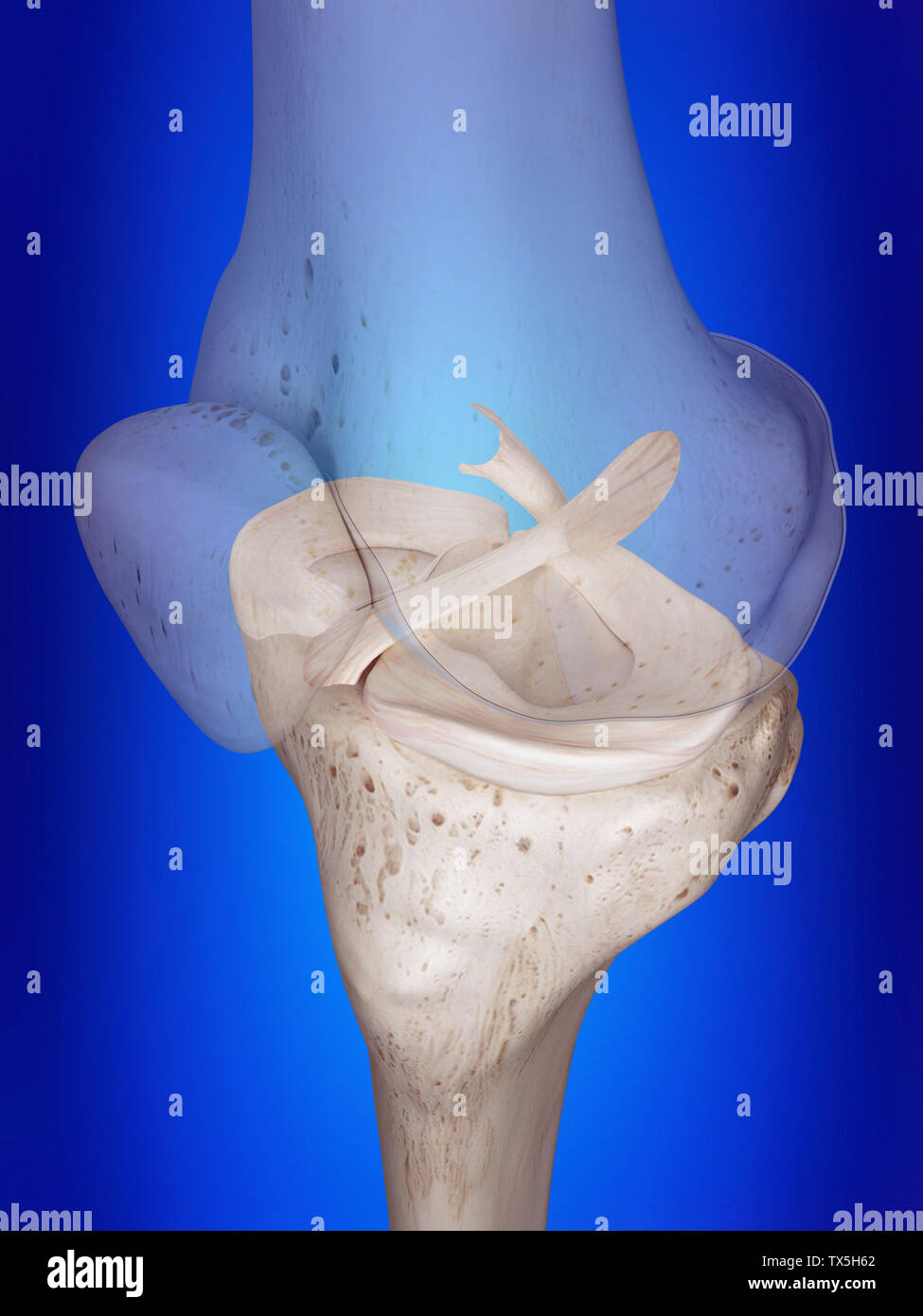 3d rendered, medically accurate illustration of the knee ligaments ...
