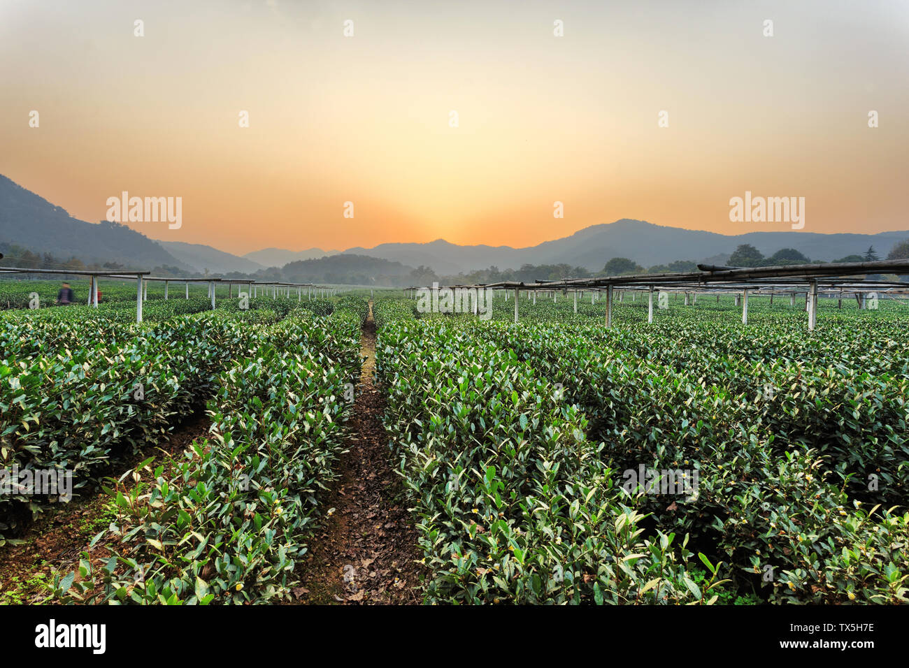 Tea plant garden in rural area Stock Photo - Alamy