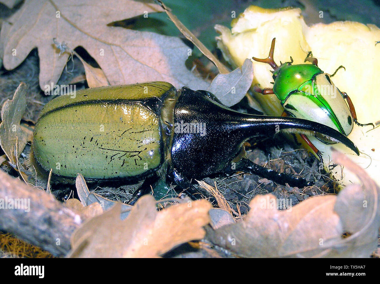 Jade headed buffalo beetle hi-res stock photography and images - Alamy