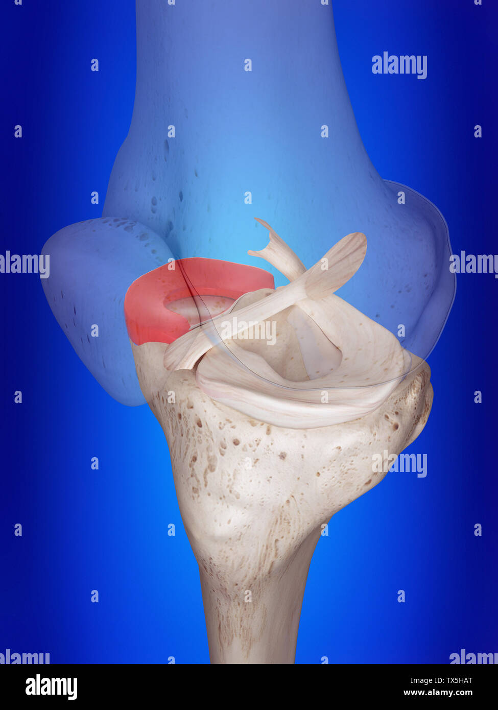 3d rendered, medically accurate illustration of the medial meniscus ...