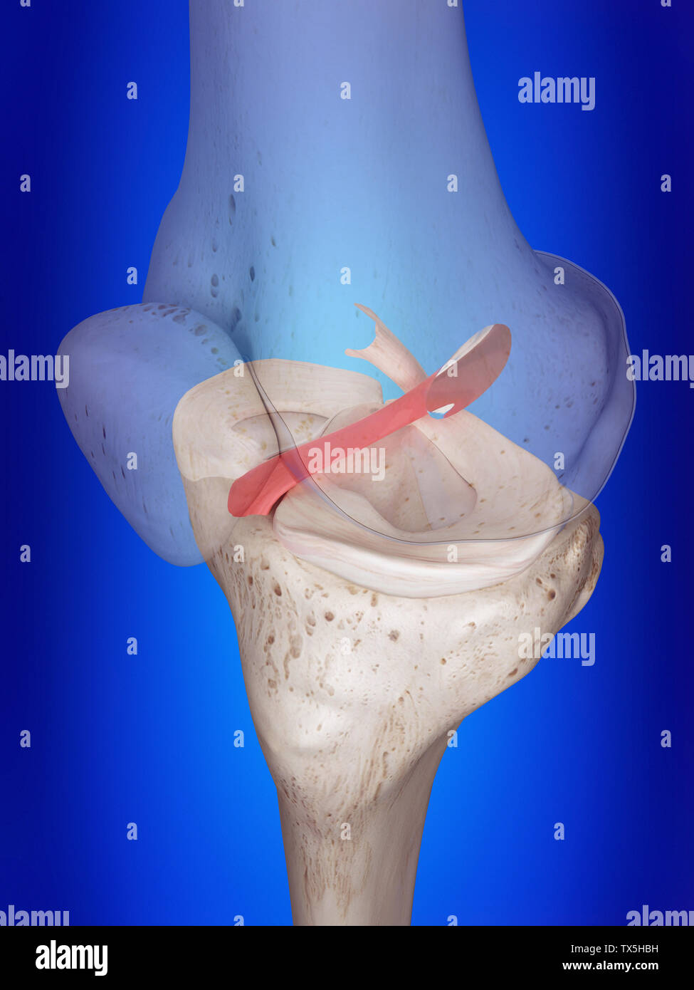 Anterior cruciate ligament 3d hi-res stock photography and images - Alamy