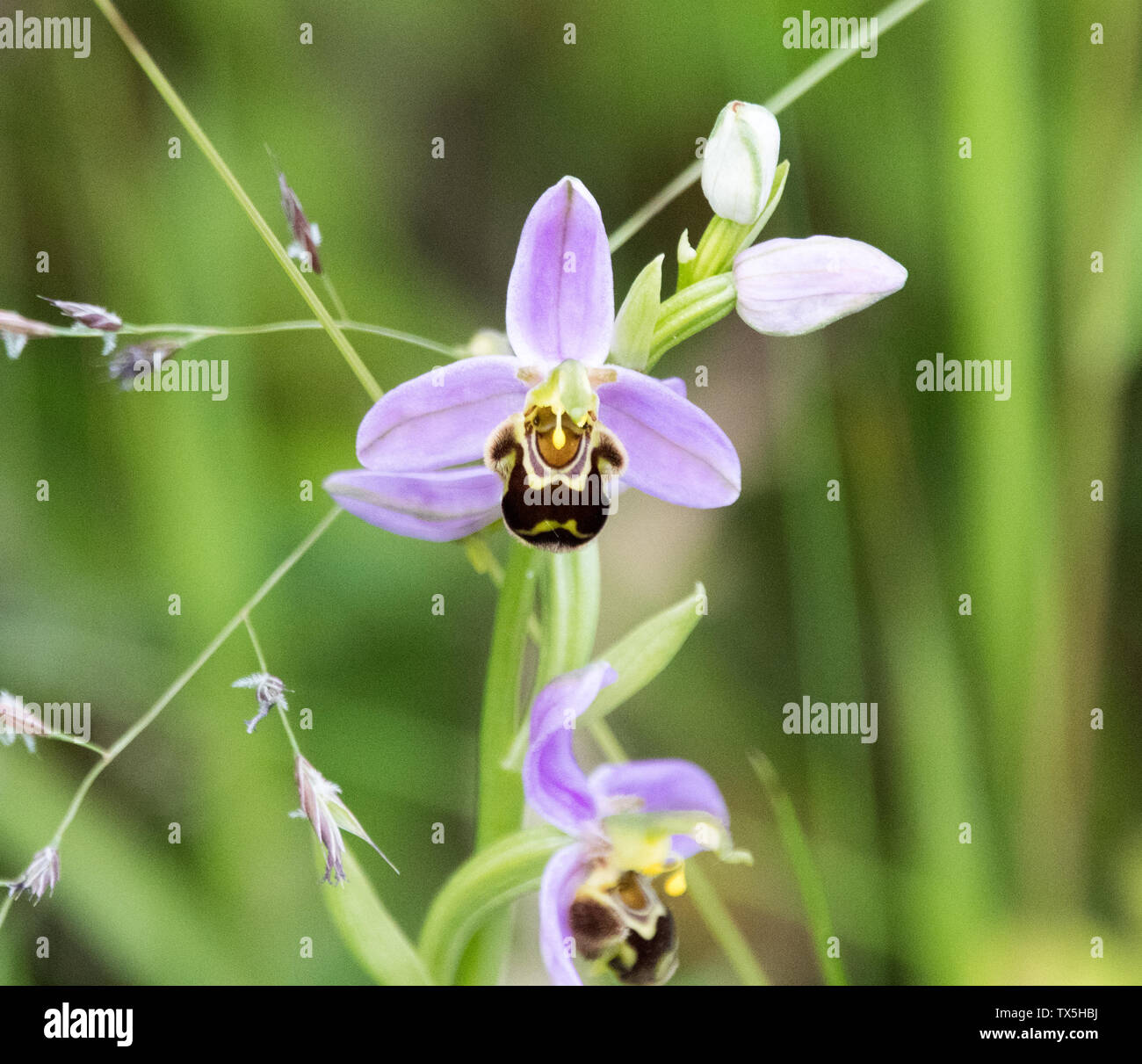 Bee Orchid (Ophrys apifera Stock Photo - Alamy