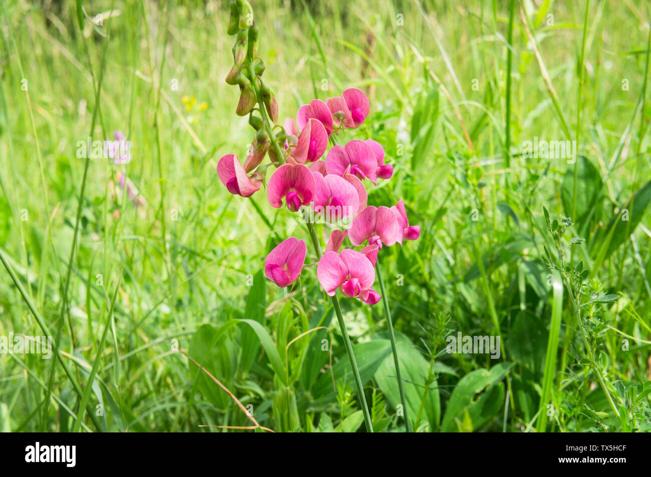 Lathyrus tuberosus, tuberous pea, tuberous vetchling, earthnut pea ...