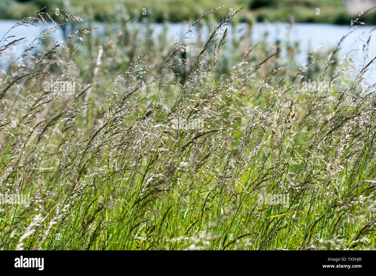 Grassland environment hi-res stock photography and images - Alamy