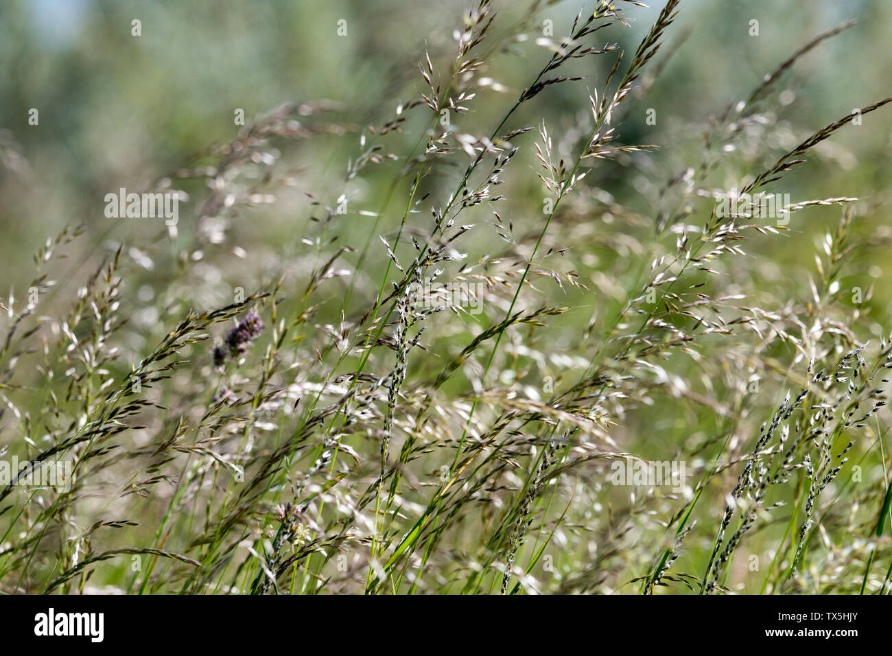 Grassland environment hi-res stock photography and images - Alamy