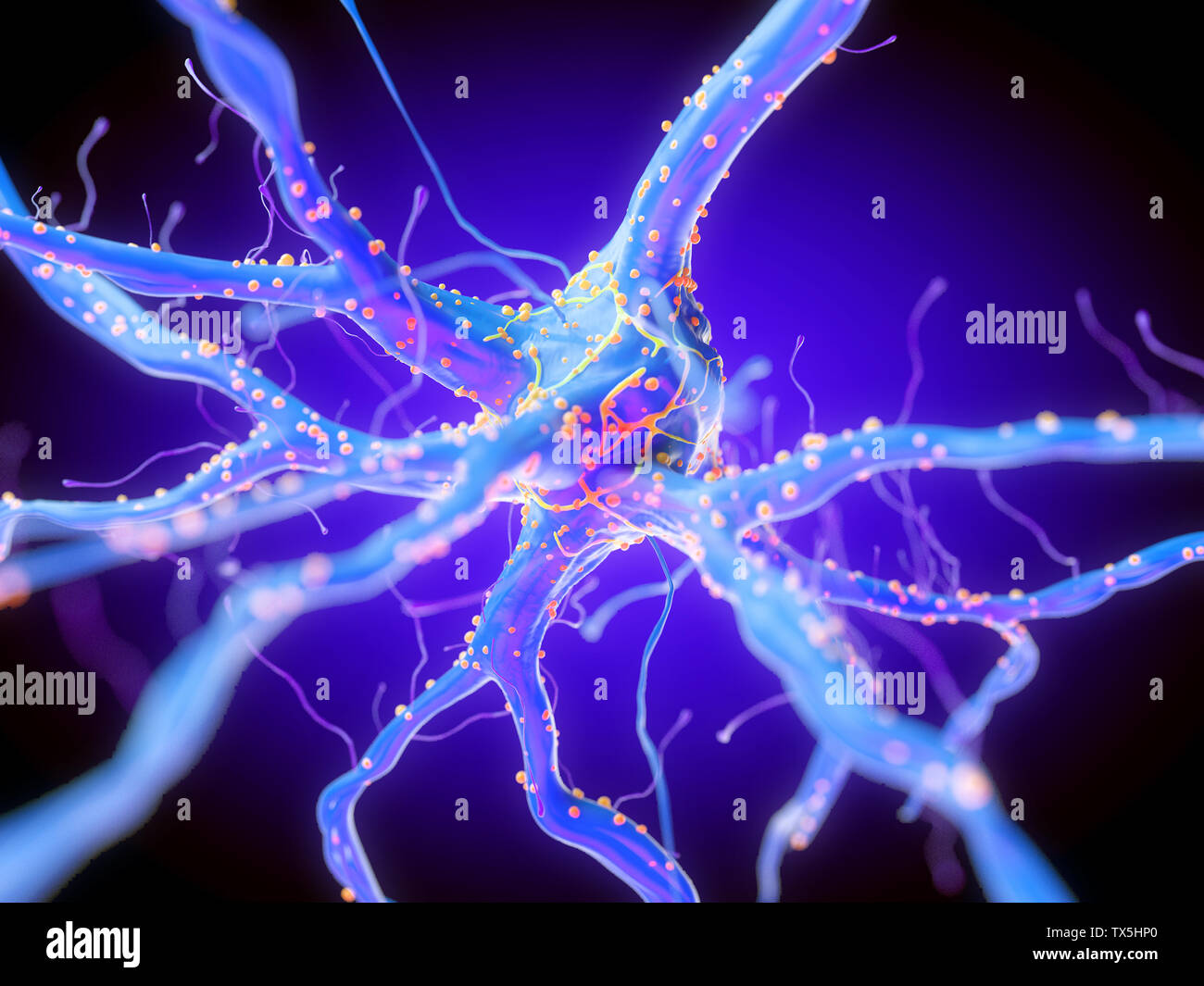 3d rendered, medically accurate illustration of a nerve cell Stock ...