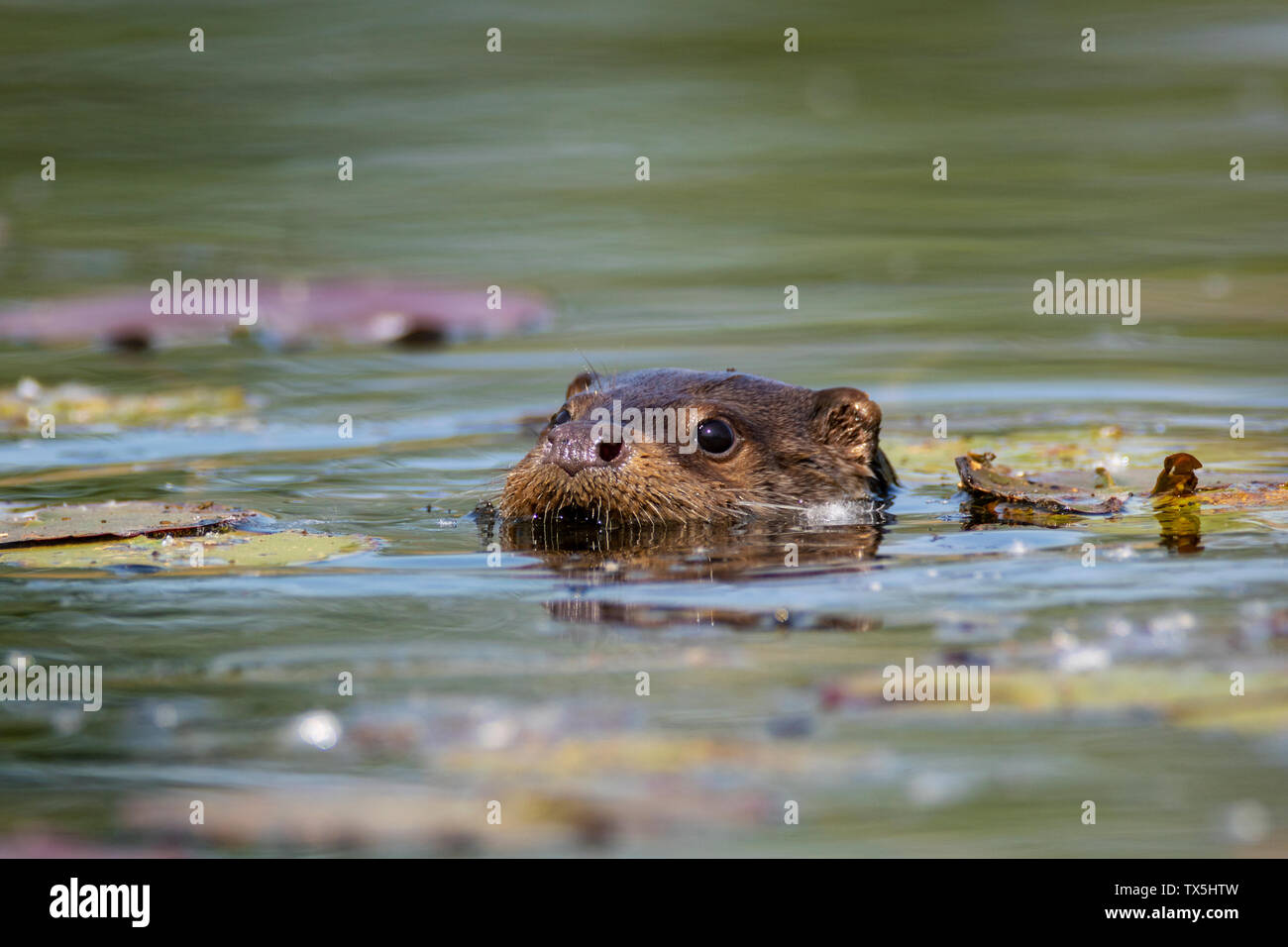 The Eurasian otter (Lutra lutra) is swimming on the backwater of the ...