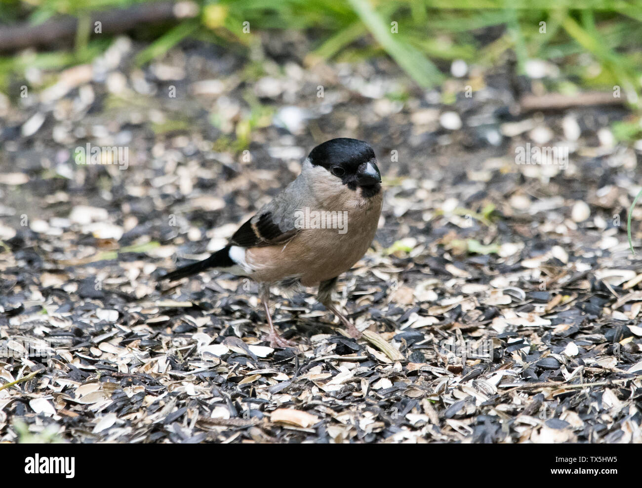Female Bullfinch (Pyrrhula Pyrrhula Stock Photo - Alamy