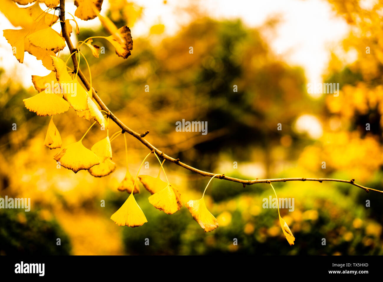Autumn ginkgo trees Stock Photo - Alamy