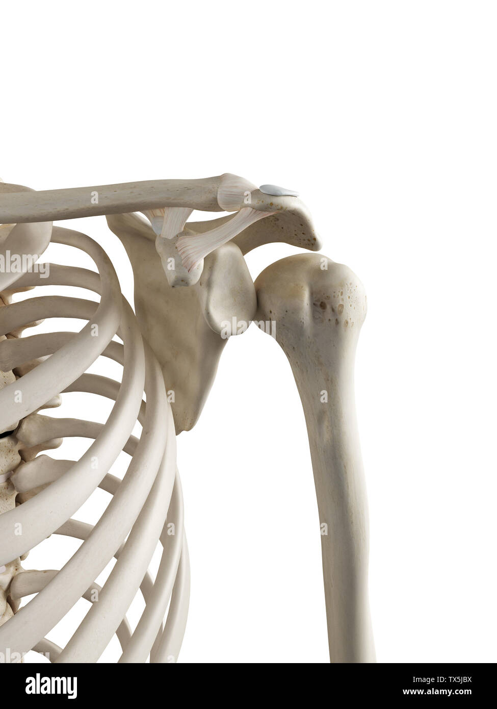 3d rendered, medically accurate illustration of a dislocated shoulder ...