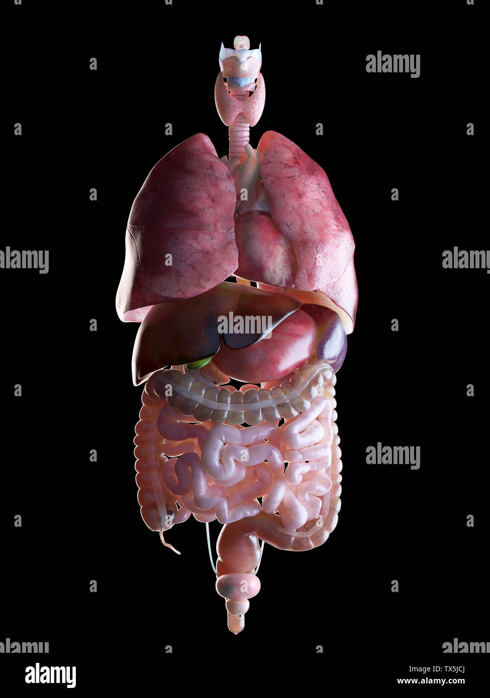 Human gut 3d hi-res stock photography and images - Alamy