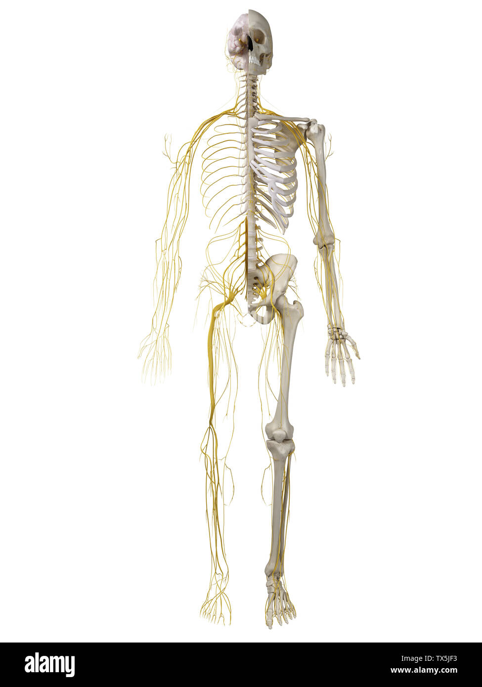 Human nervous hi-res stock photography and images - Alamy