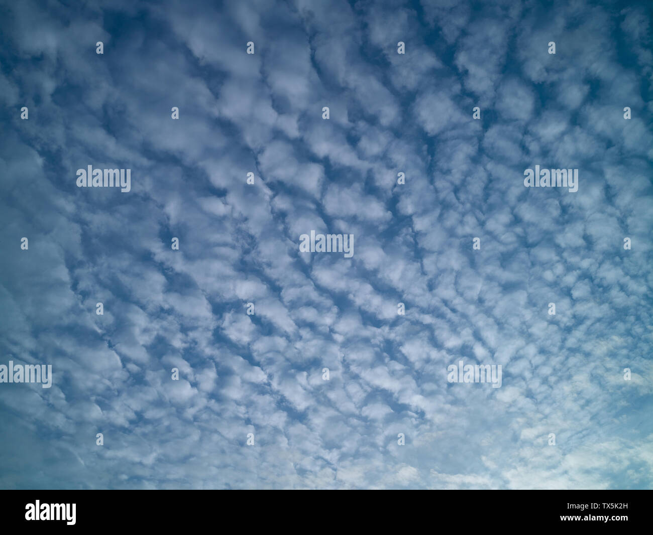 Blue sky with white feather clouds, sunny day, summer Stock Photo - Alamy