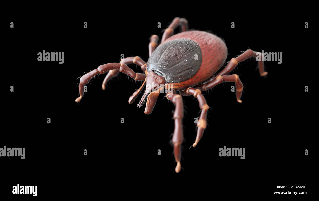 3d rendered illustration of a tick Stock Photo - Alamy