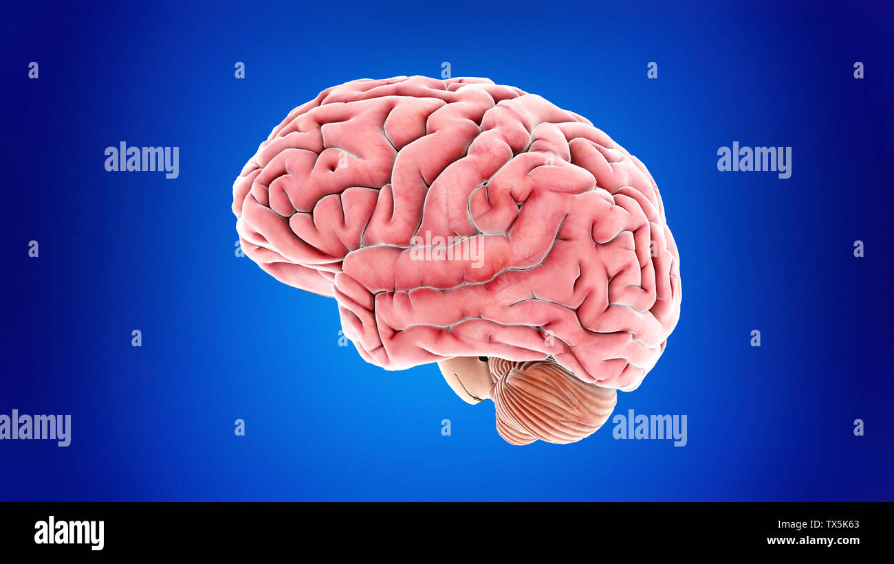 3d rendered medically accurate illustration of the human brain Stock ...