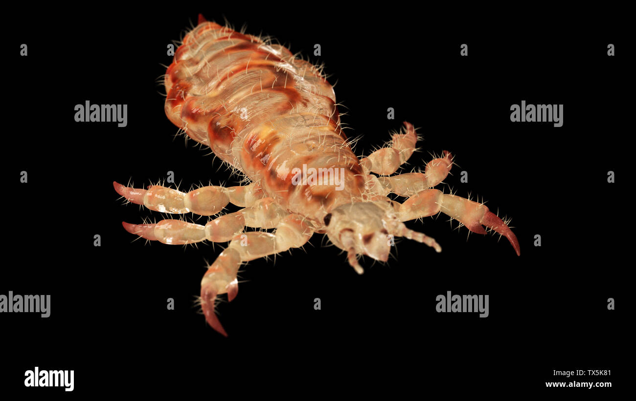 Head lice nymphs hi-res stock photography and images - Alamy